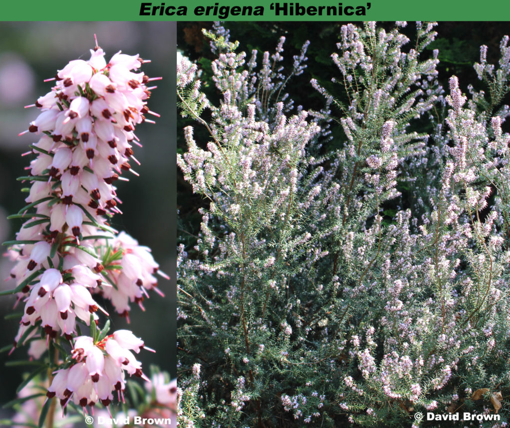 Erica erigena flowers various shades of pink (f. erigena) – Heather World