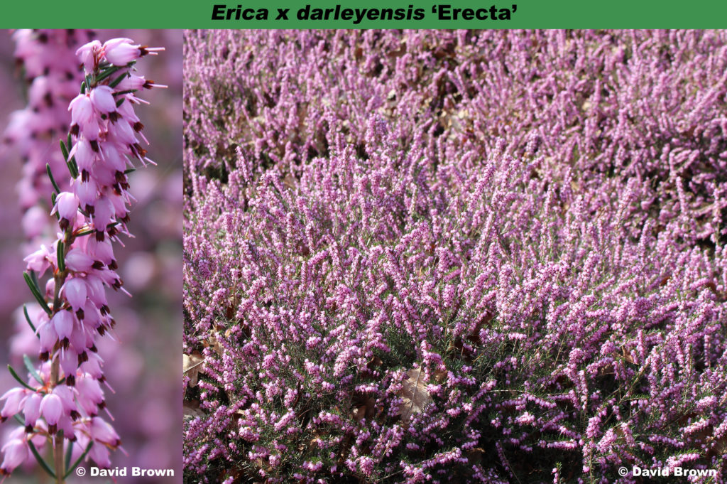 Erica x darleyensis : corolla in various shades of pink (f. darleyensis ...