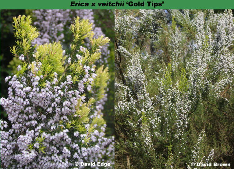 ‘Gold Tips’ – Heather World