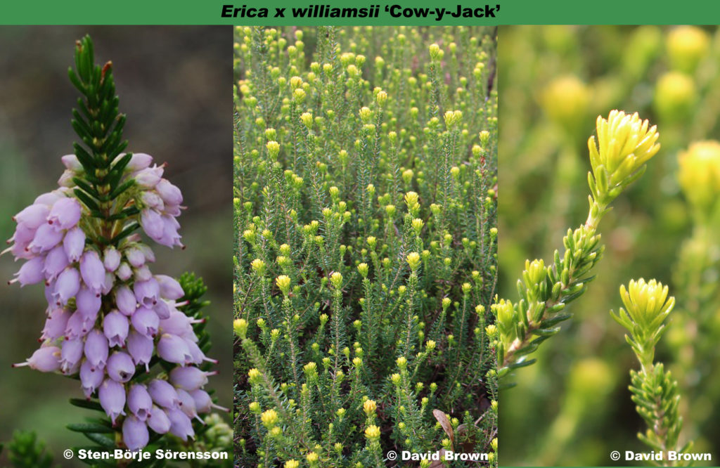 ‘Cow–y–Jack’ – Heather World