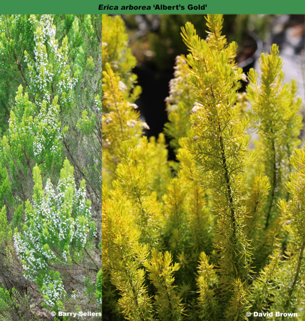 Erica arborea f. aureifolia: foliage yellow – Heather World