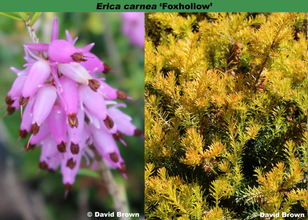 Erica carnea : foliage golden or yellow ( f. aureifolia) – Heather World