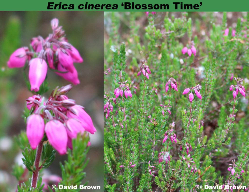 Erica cinerea flowers (pale) pink to (dark) purple (f. cinerea ...