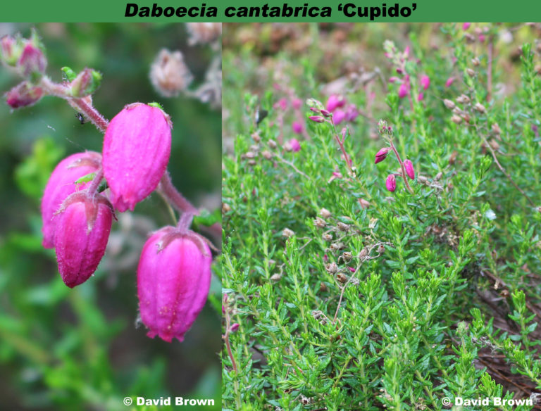 Daboecia cantabrica flowers (pale) pink to (dark) purple (f. cantabrica ...
