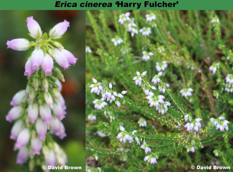 ‘Harry Fulcher’ – Heather World