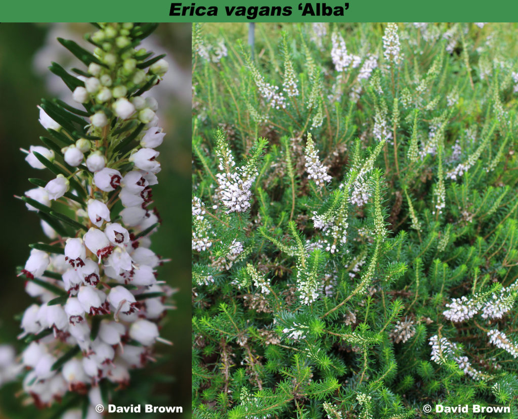 Erica vagans : Cornish heath – Heather World
