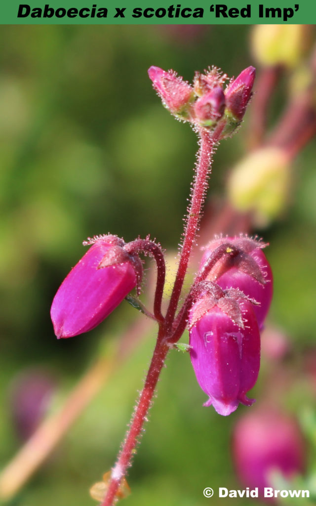 ‘Red Imp’ – Heather World