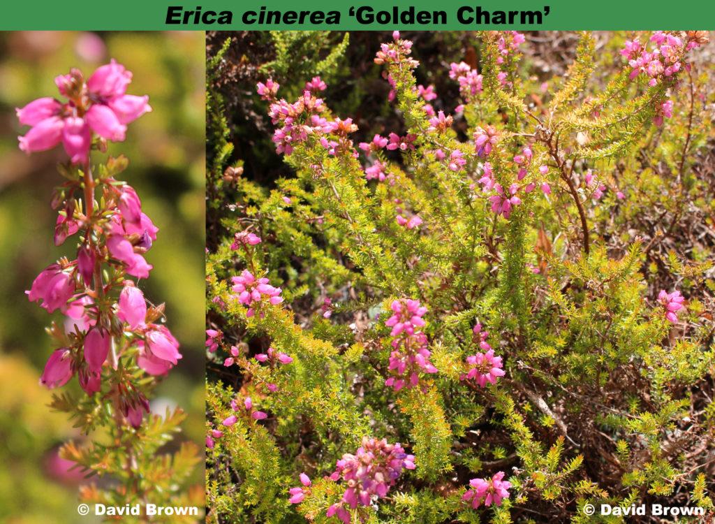 Erica cinerea foliage golden or yellow (f. aureifolia) – Heather World