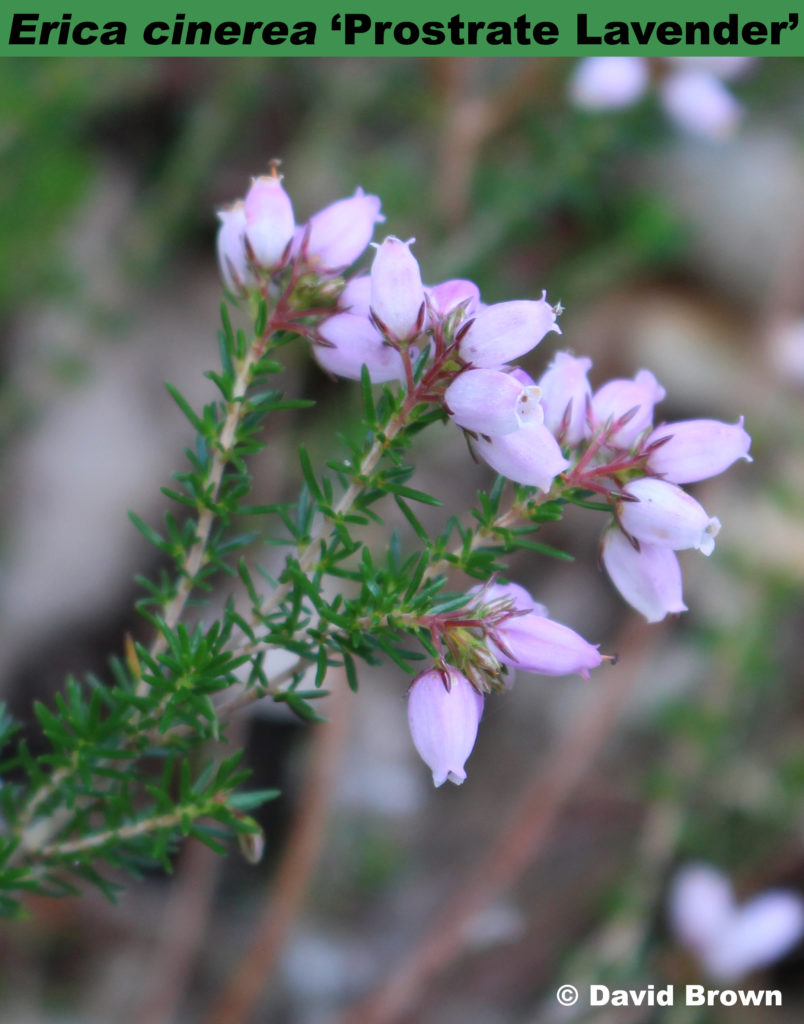 Erica cinerea flowers (pale) pink to (dark) purple (f. cinerea ...