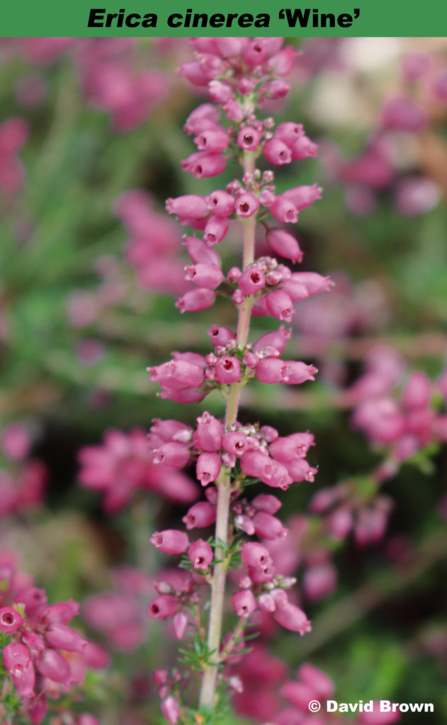 Erica cinerea ‘Wine’ – Heather World