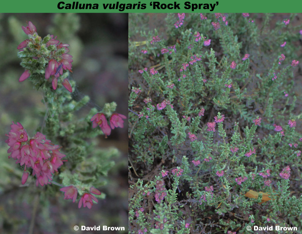 ‘Rock Spray’ – Heather World