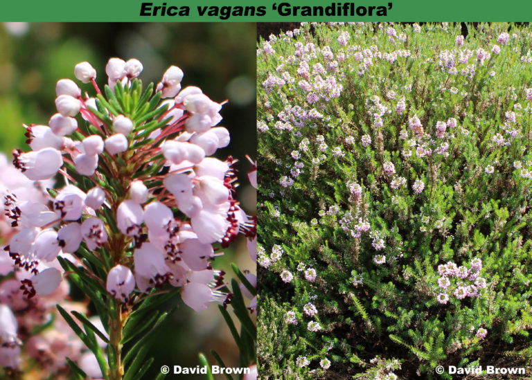 Erica vagans : Cornish heath – Heather World