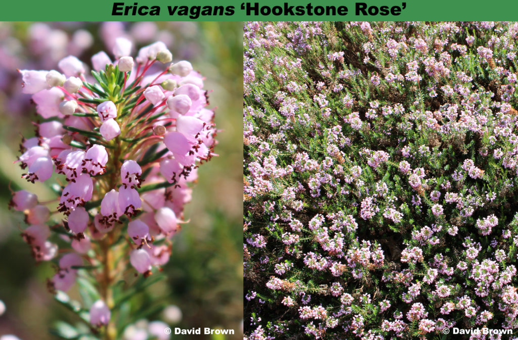 Erica vagans : Cornish heath – Heather World