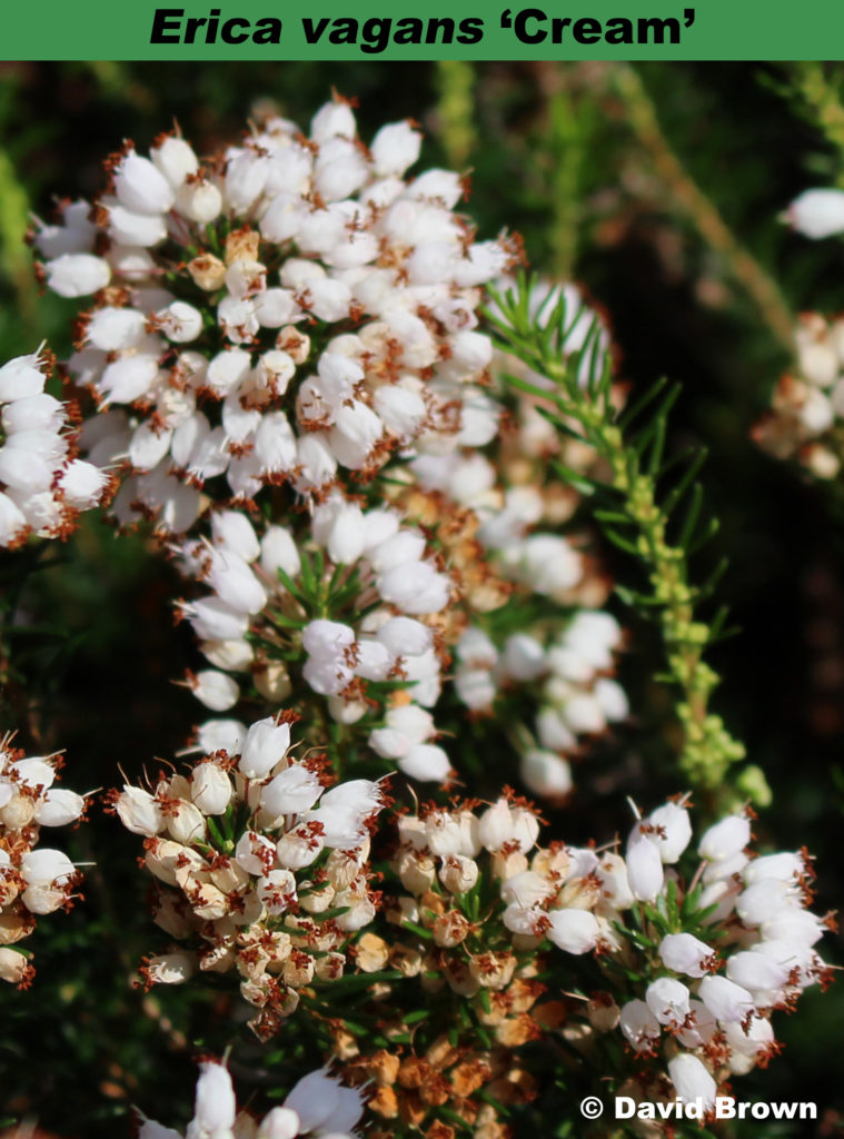 Erica vagans : Cornish heath – Heather World