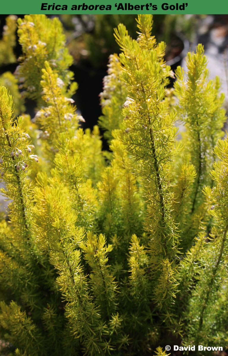 Erica arborea ‘Albert’s Gold’ – Heather World