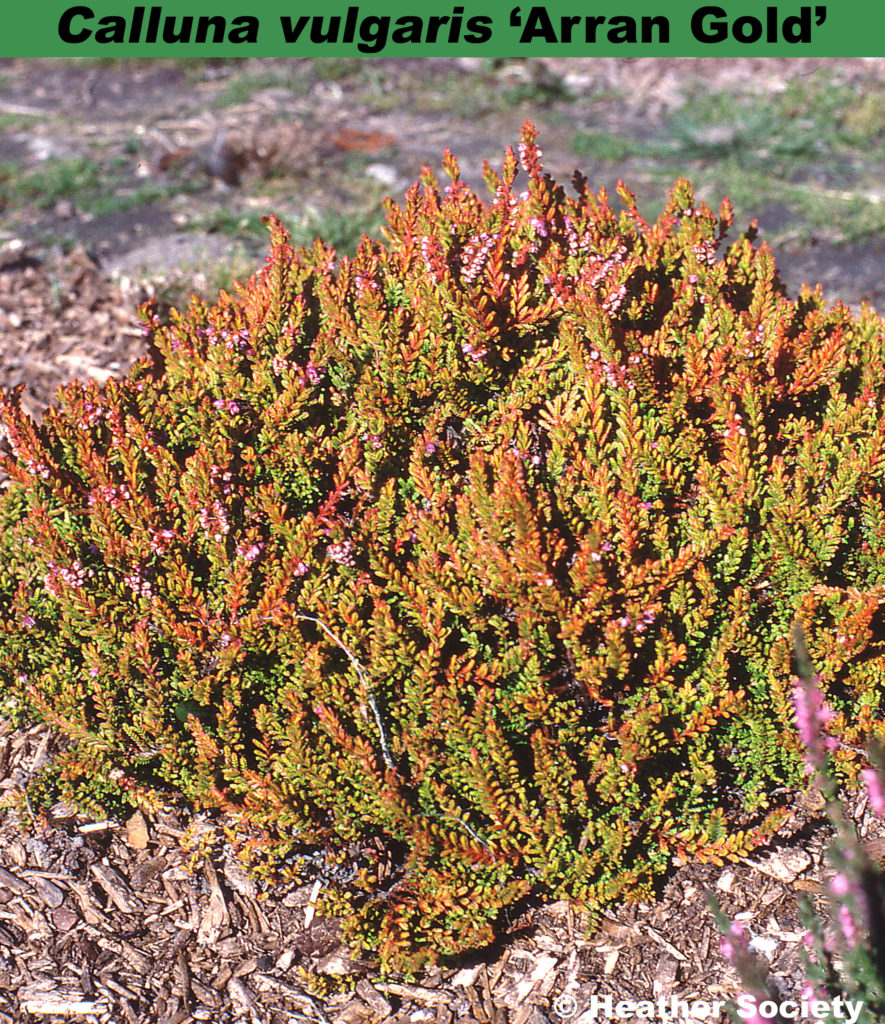 ‘Arran Gold’ – Heather World