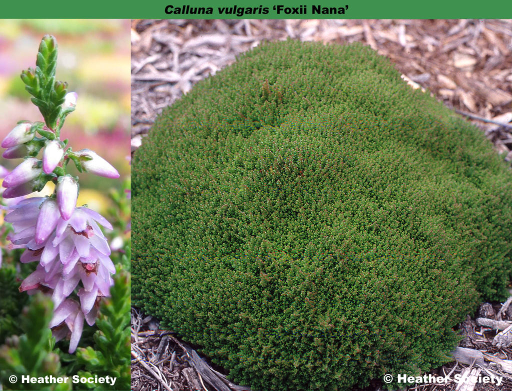 ‘Foxii Nana’ – Heather World