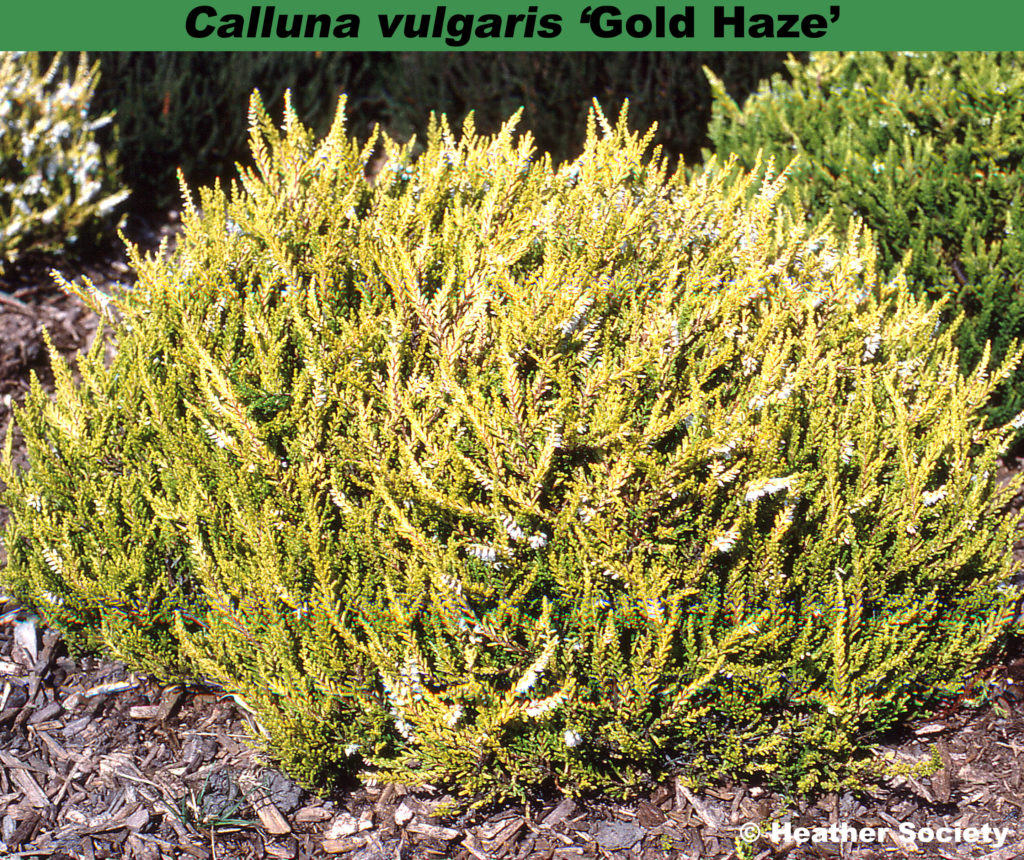 ‘Gold Haze’ – Heather World