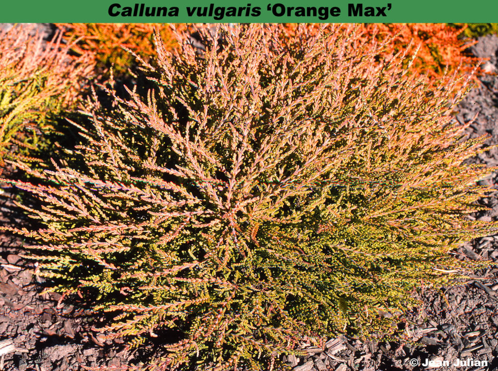‘Orange Max’ – Heather World