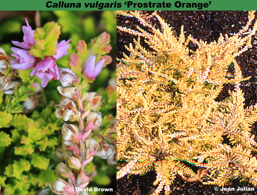 ‘Prostrate Orange’ – Heather World