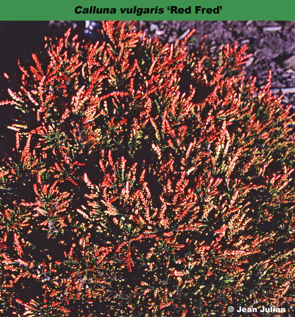 ‘Red Fred’ – Heather World