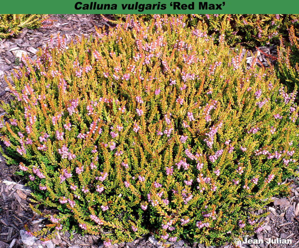 R – Heather World