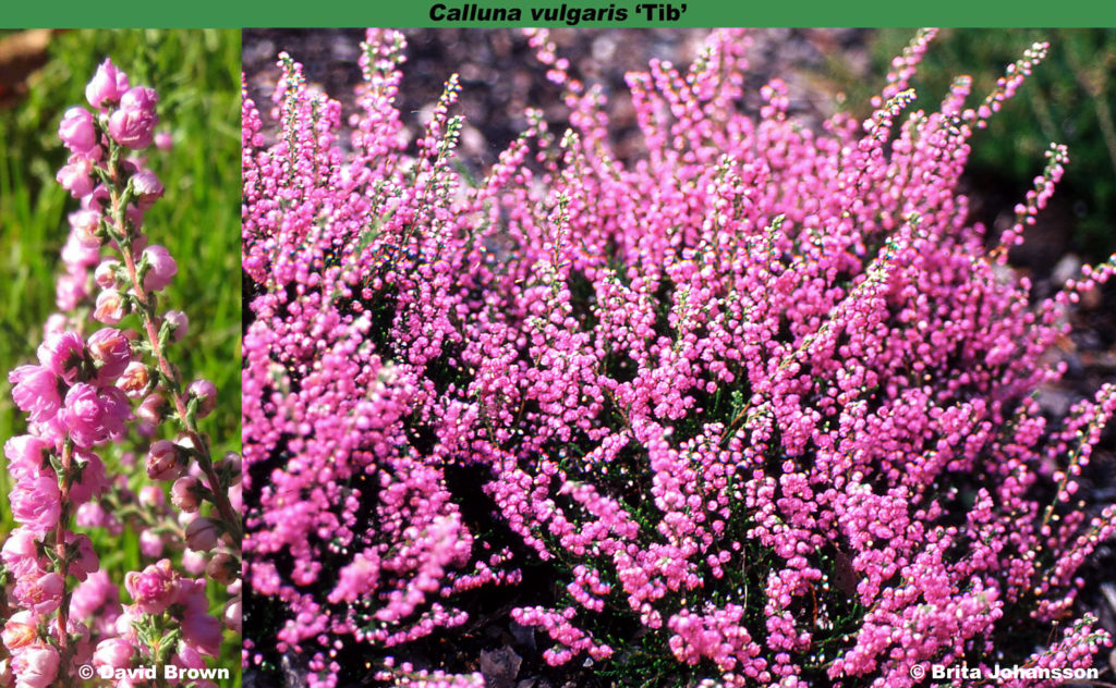 ‘Tib’ – Heather World