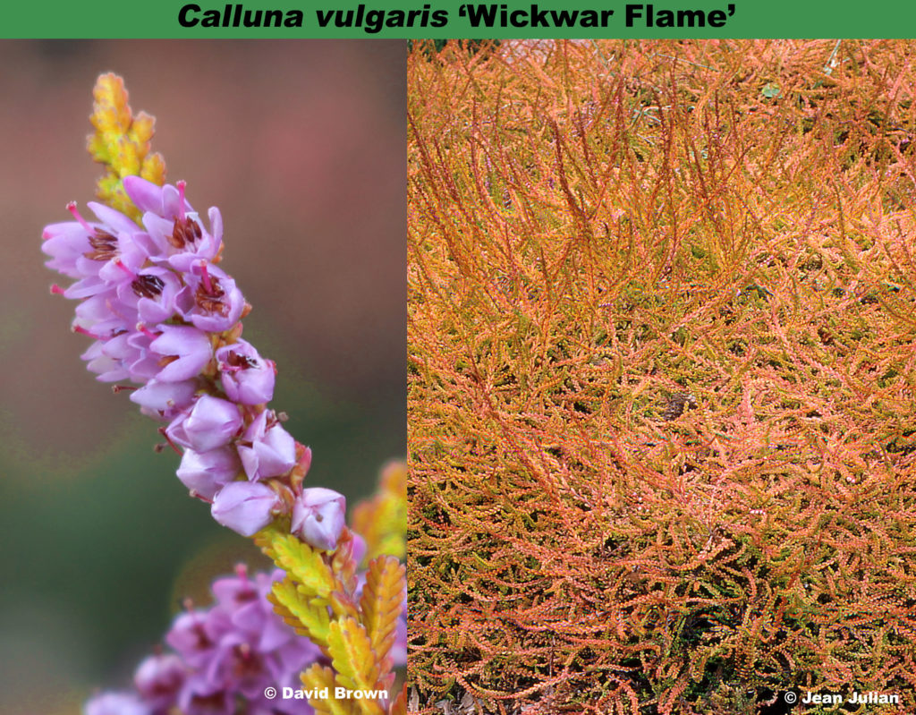 ‘Wickwar Flame’ – Heather World