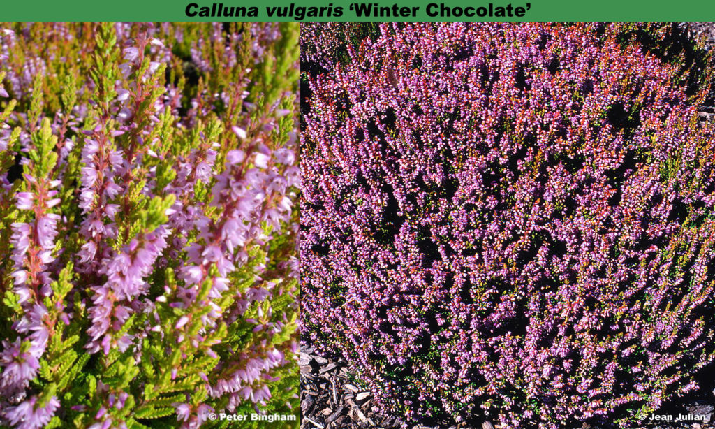 ‘Winter Chocolate’ – Heather World