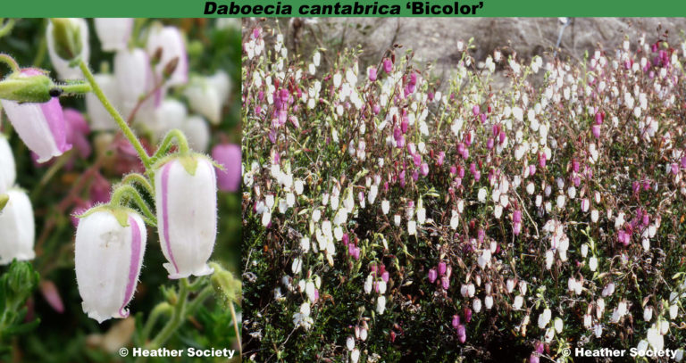 Daboecia cantabrica ‘Bicolor’ – Heather World