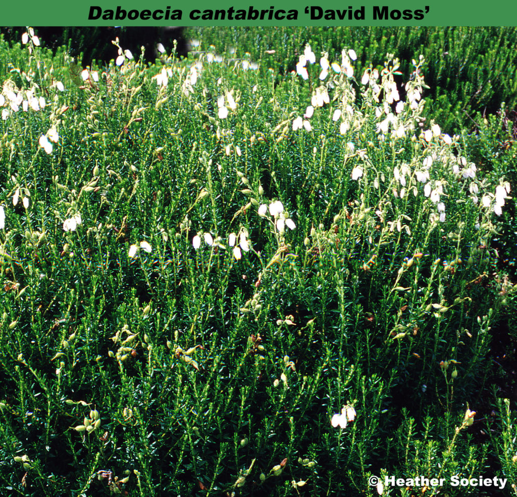 Daboecia cantabrica flowers pure white (f. alba) – Heather World