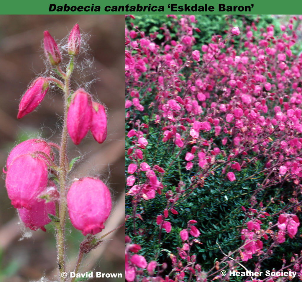 Daboecia cantabrica flowers (pale) pink to (dark) purple (f. cantabrica ...
