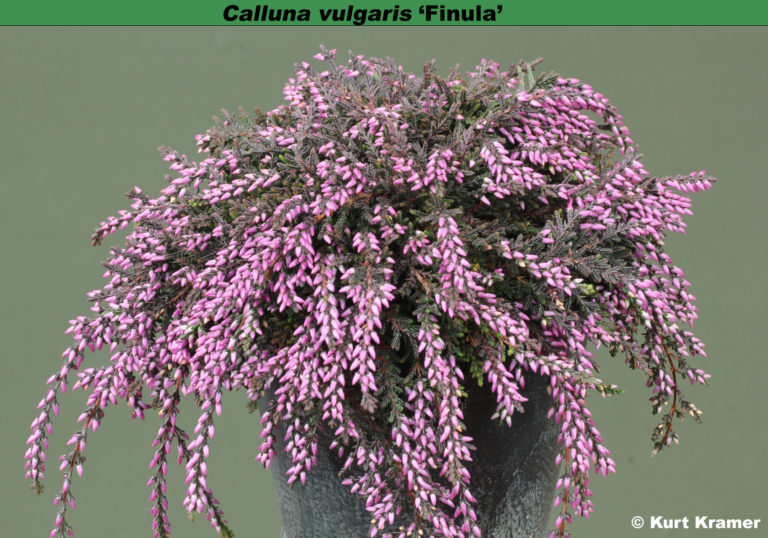 ‘Finula’ – Heather World