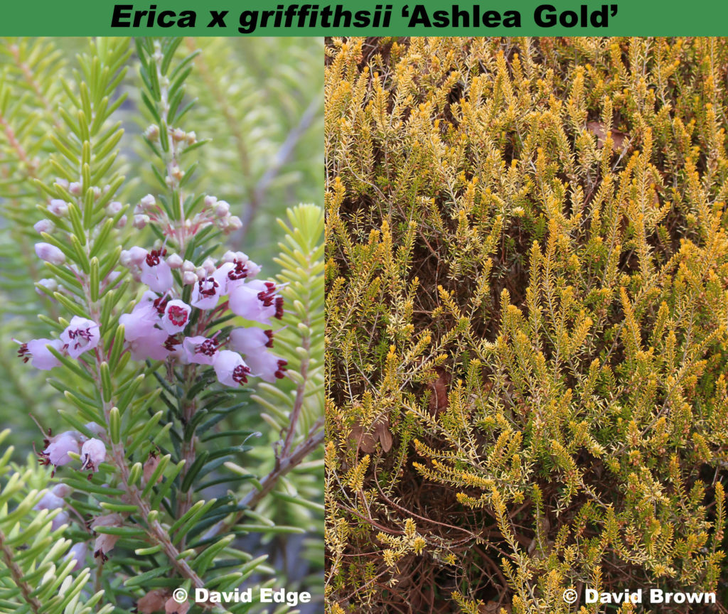Erica x griffithsii – Heather World