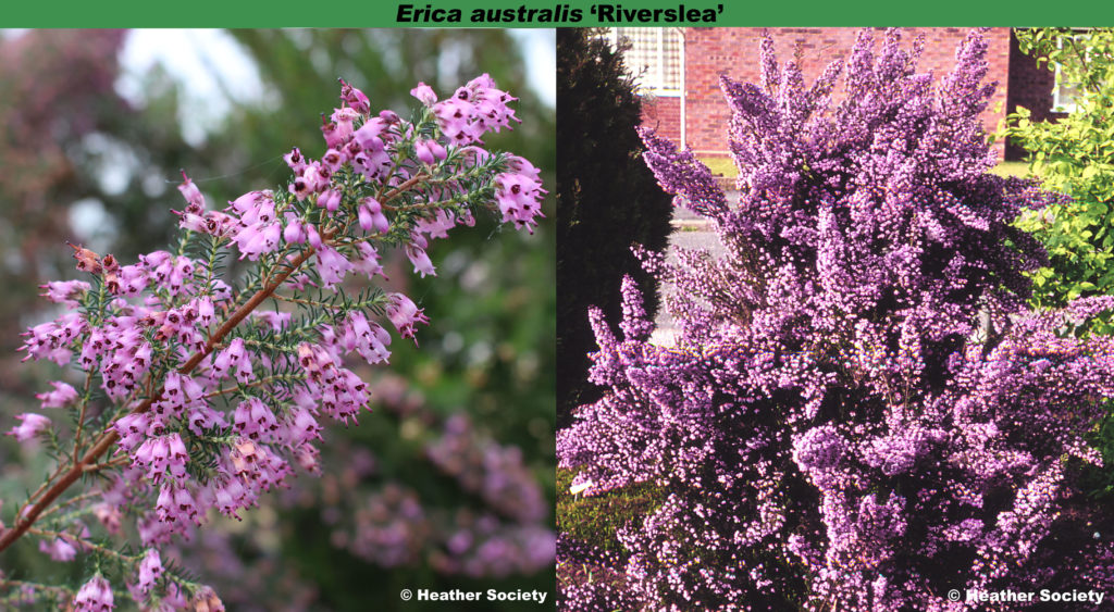 Erica australis f. australis: corolla not white – Heather World