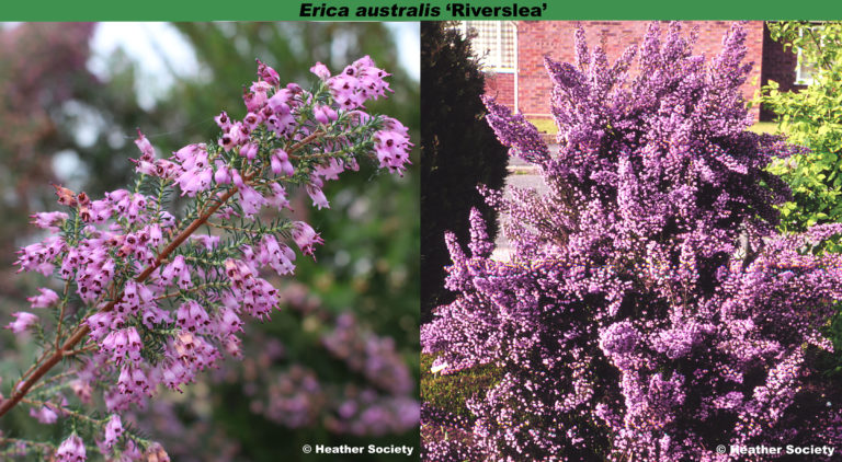 Erica australis f. australis: corolla not white – Heather World