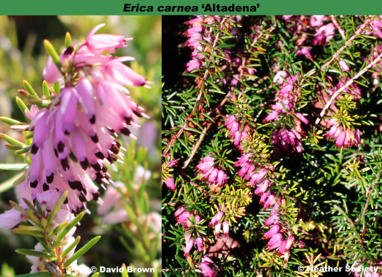 Erica carnea : foliage golden or yellow ( f. aureifolia) – Heather World