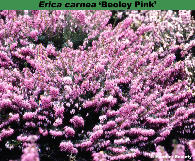 Erica carnea : corolla various shades of pink, not pure white (f ...
