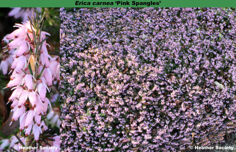 ‘Pink Spangles’ – Heather World