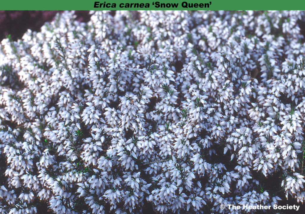 Erica carnea : corolla pure white (f. alba) – Heather World