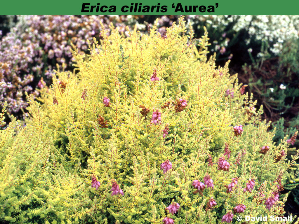 Erica ciliaris f.aureifolia : foliage golden or yellow – Heather World