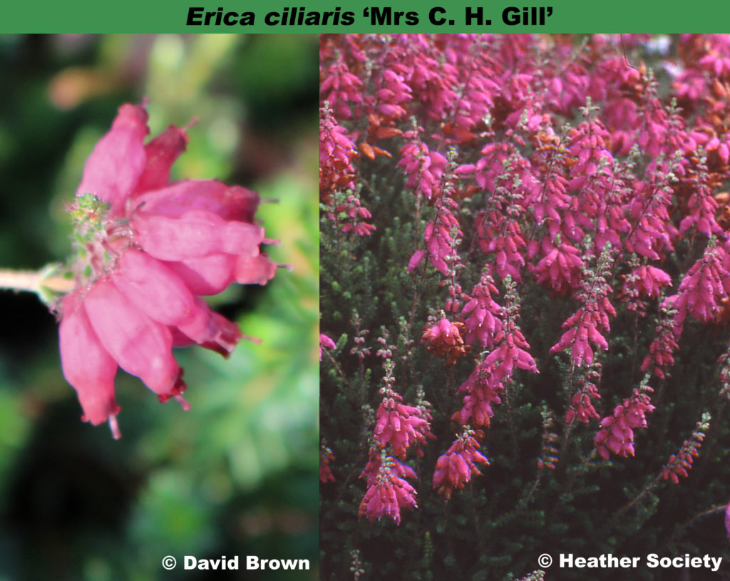 Erica ciliaris f. ciliaris : corolla in various shades of pink (not ...