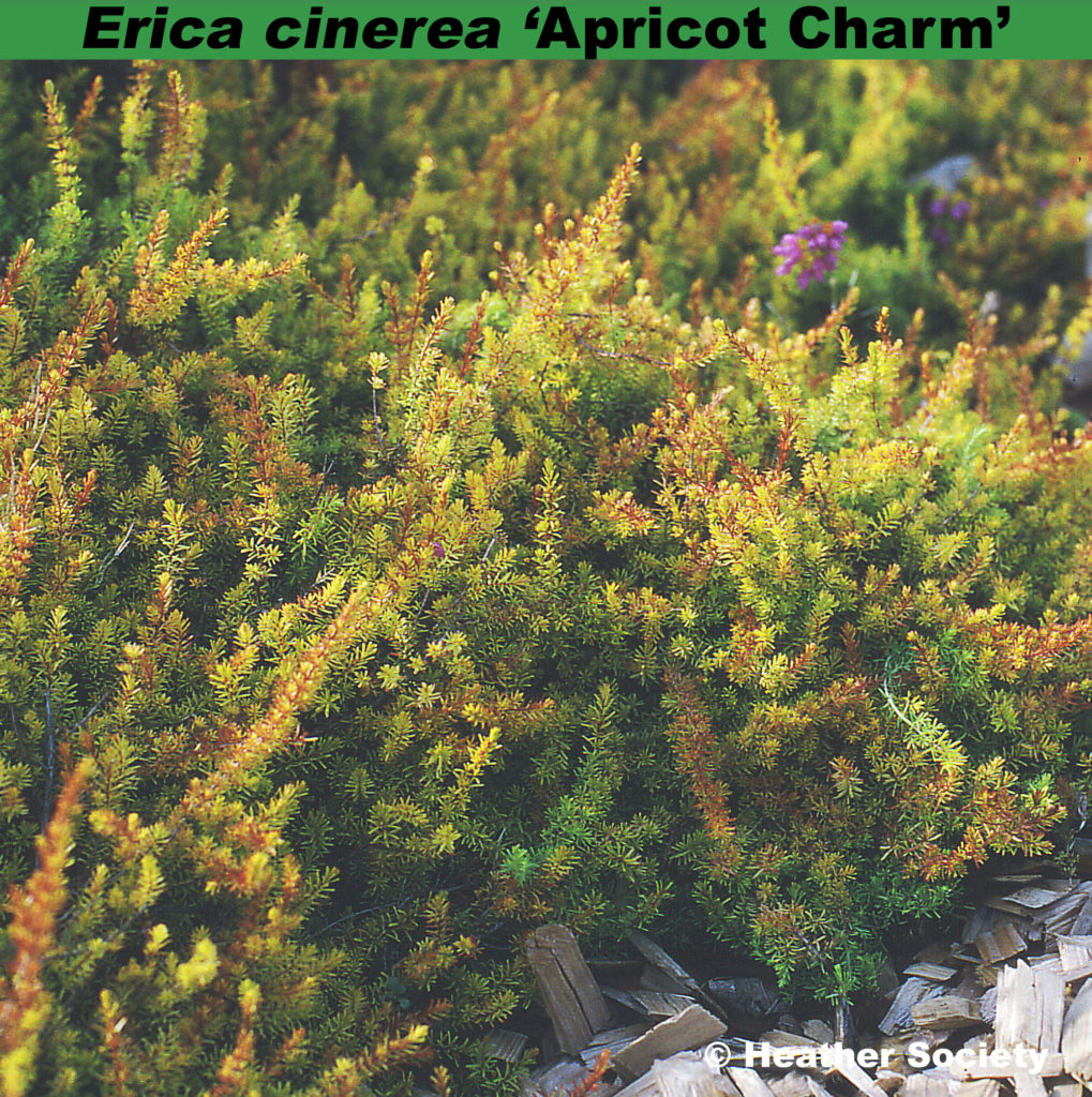 Erica cinerea flowers (pale) pink to (dark) purple (f. cinerea ...