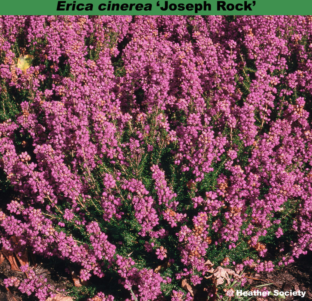 ‘Joseph Rock’ – Heather World