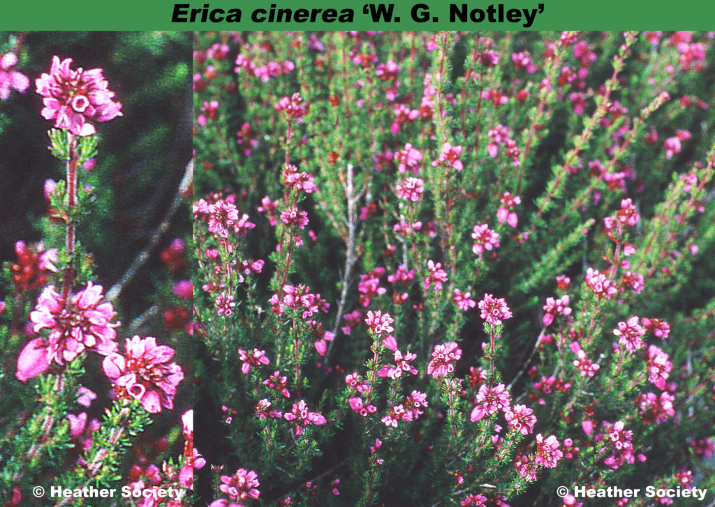 Erica cinerea anomalous clones: corolla split into segments (Polypetala ...