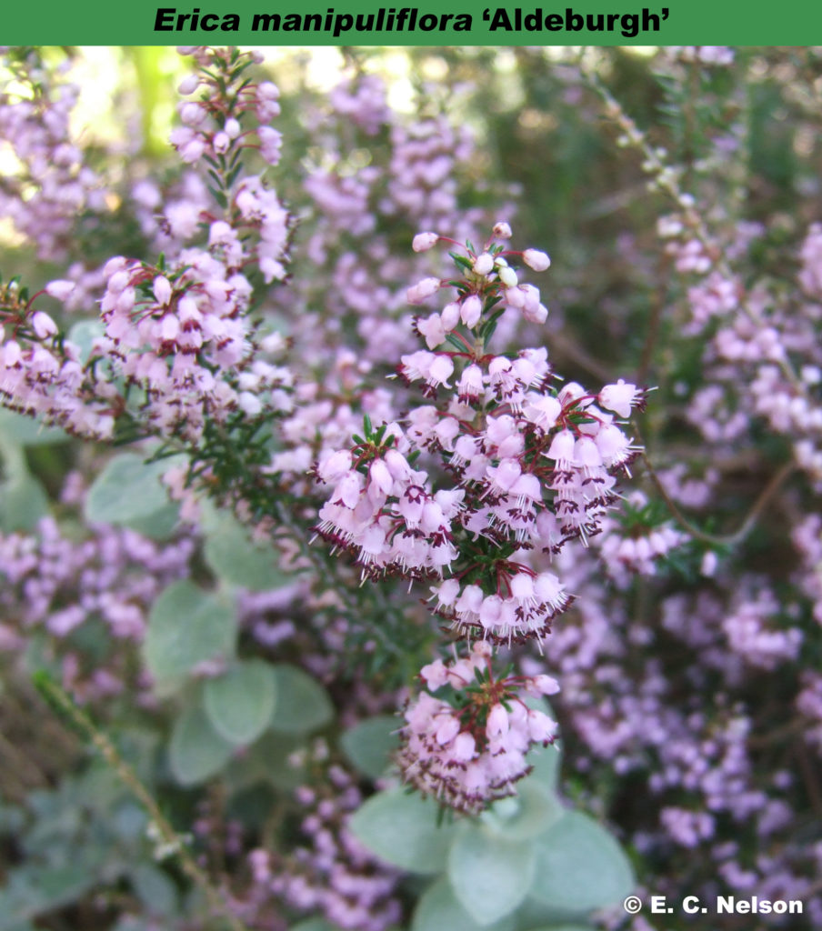 Erica manipuliflora – Heather World