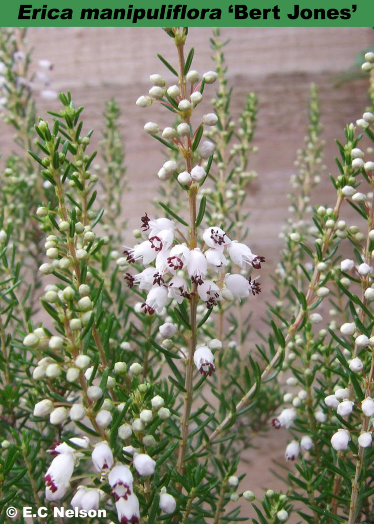 Erica manipuliflora – Heather World