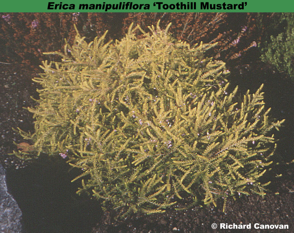 Erica manipuliflora – Heather World