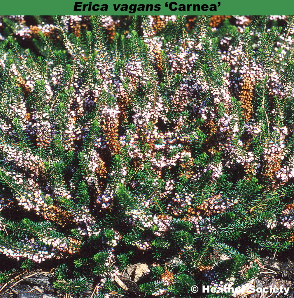 Erica vagans : Cornish heath – Heather World