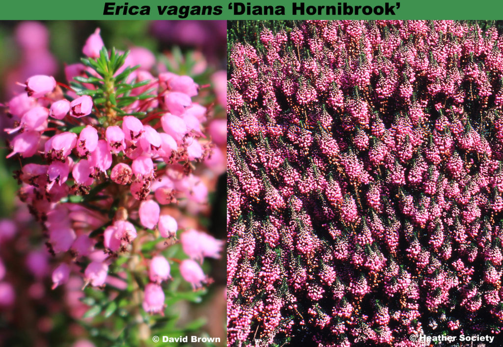Erica vagans : Cornish heath – Heather World